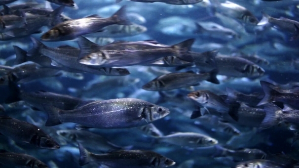 Floating Fish, Stock Footage | VideoHive