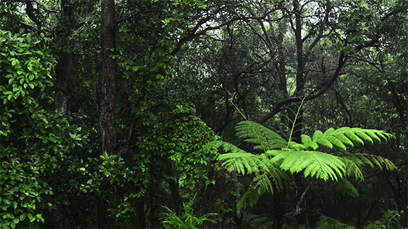 Jungle Rain, Stock Footage | VideoHive