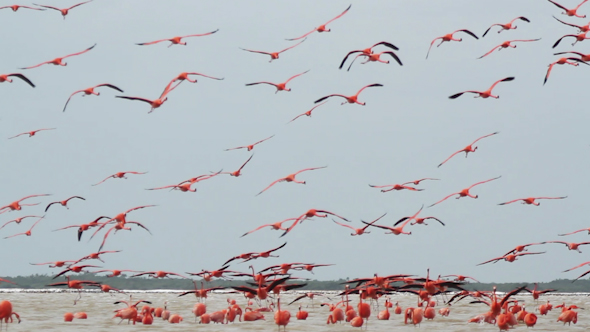 Pink Flamingo Mexico Wildlife Birds 20, Stock Footage | VideoHive