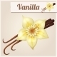 Vanilla. Detailed Vector Icon, Vectors | GraphicRiver