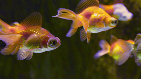 Many Goldfishes In Aquarium, Stock Footage | VideoHive