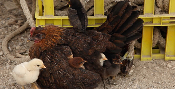 Mother Hen Protecting her Chickens , Stock Footage | VideoHive