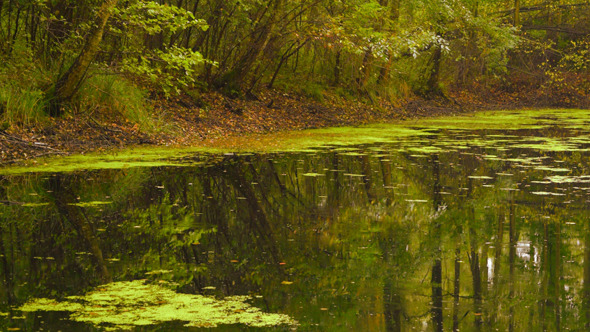 Magical Forest & Pond , Stock Footage | VideoHive
