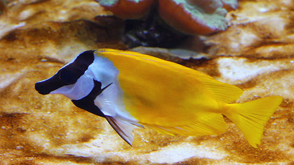 Yellow Rabbitfish, Stock Footage | VideoHive