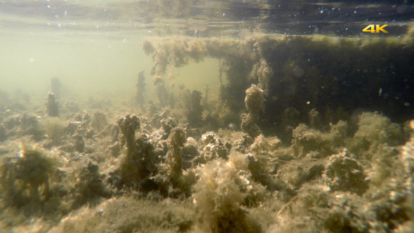 Natural Real Mossy Swamp Underwater 1, Stock Footage | VideoHive