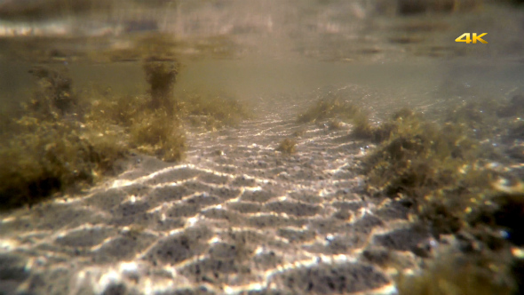 Natural Real Mossy Swamp Underwater 2, Stock Footage | VideoHive
