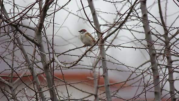 Excited Bird Sparrow, Stock Footage | VideoHive