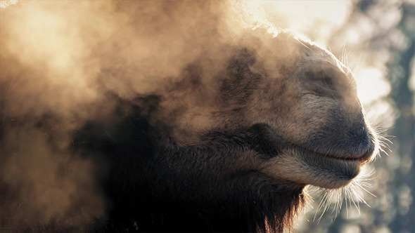 Camel Misty Breathing In The Cold Morning, Stock Footage | VideoHive