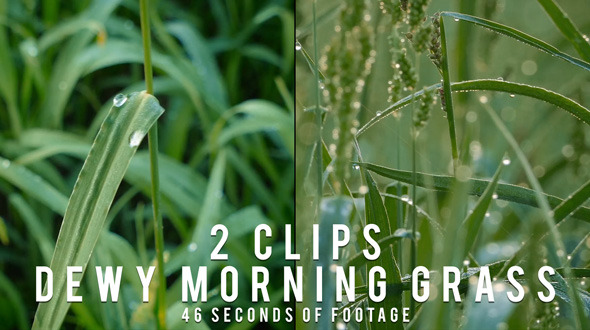 Dewy Morning Grass, Stock Footage | VideoHive