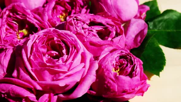 Slow Motion of Pink Roses Peonies Rotating, Stock Footage | VideoHive