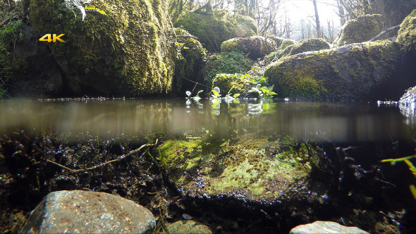 Natural Real Mossy Swamp Underwater 3, Stock Footage | VideoHive