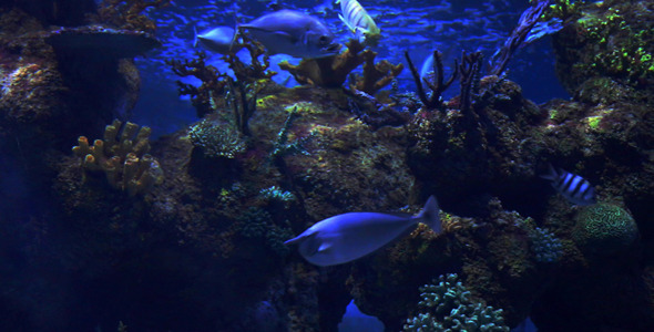 Blue Water Scenery With Exotic Fishes, Stock Footage | VideoHive