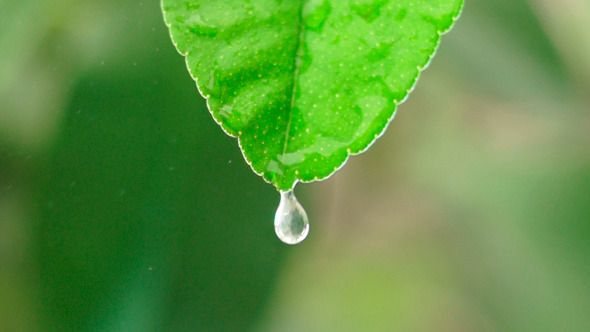 Drops Fall On A Leaf, Stock Footage | VideoHive