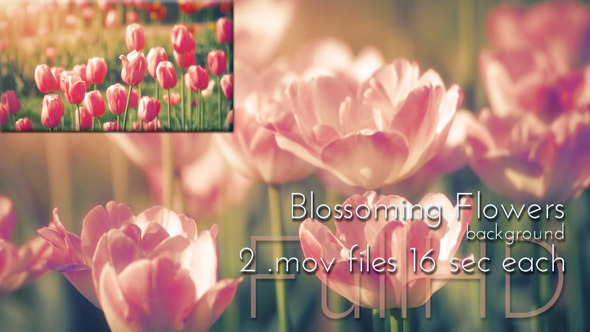 Blossoming Flowers, Stock Footage | VideoHive