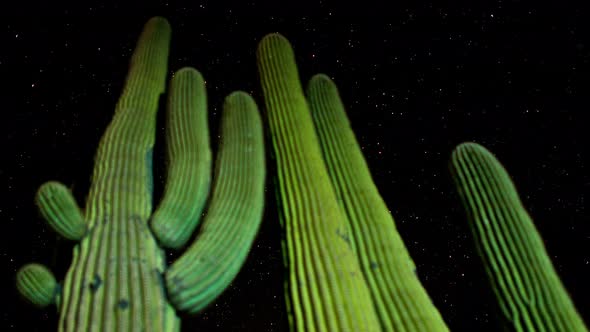 Desert Cactus At Night 1, Stock Footage | VideoHive