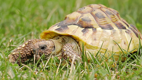 Turtle Moving Throught the Garden, Stock Footage | VideoHive