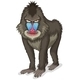 Baboon, Vectors | GraphicRiver