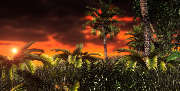 Jungle Sunset, Motion Graphics | VideoHive