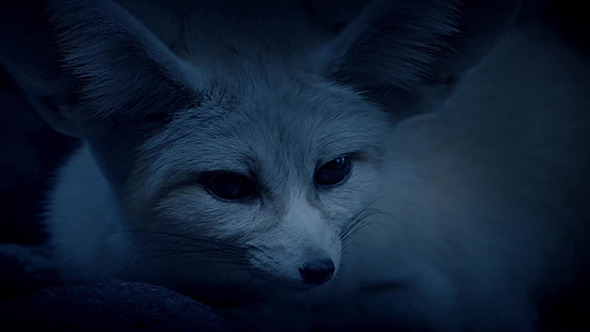 Long-Eared Fox Joined By Her Mate, Stock Footage | VideoHive