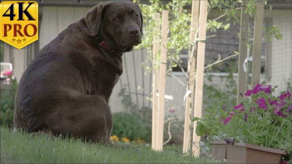 The Cute Black Labrador Retriever Sitting Down , Stock Footage | VideoHive