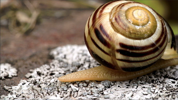 A Snail Crawling on the Small Rocks, Stock Footage | VideoHive