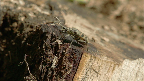 Crawling Beetles on the Wood, Stock Footage | VideoHive