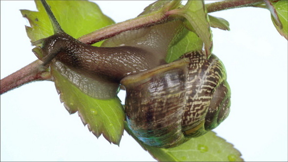 A Slug in the Leaf, Stock Footage | VideoHive