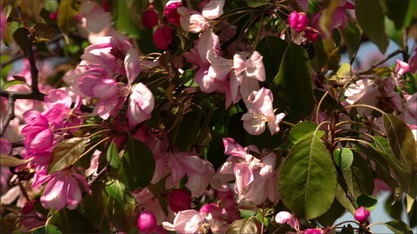 View of the Cherry Bloom Plant, Stock Footage | VideoHive