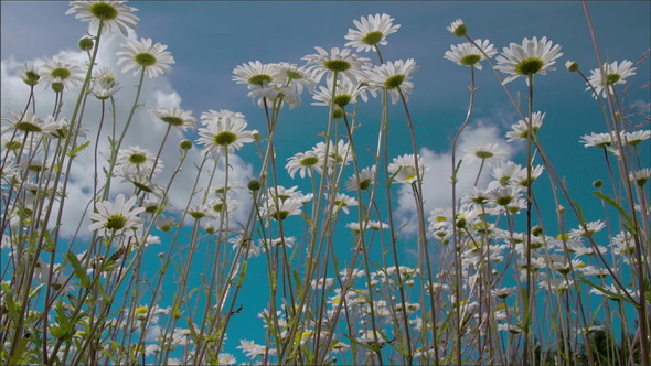 The Tall Stalks of the Daisies, Stock Footage | VideoHive