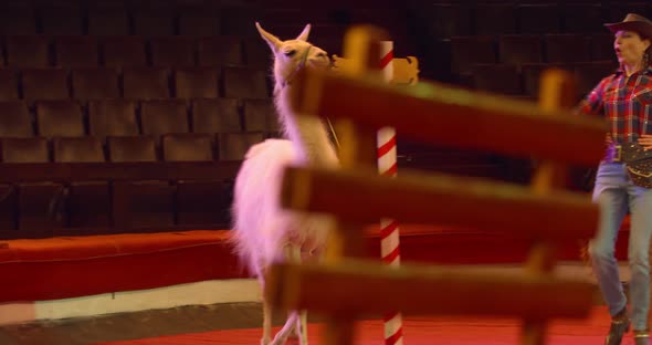 Cute Lama Is Walking on Stage Alongside Its Trainer Circus Show, Stock ...