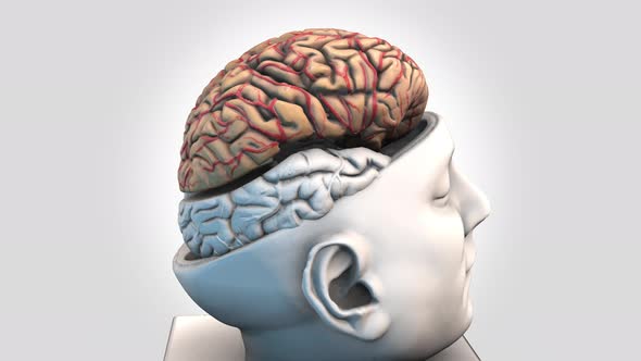 Size Intracranial Brain Structure Frontal Parietal Rotation Zoom Out ...
