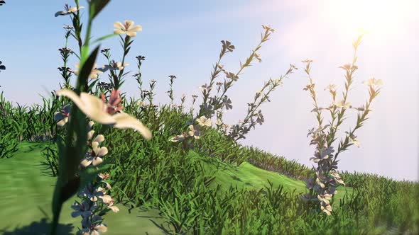 Flower Garden, Motion Graphics | VideoHive