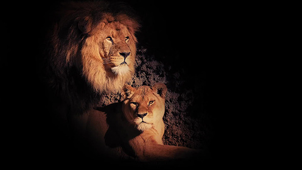 Lions In The Shadows, Stock Footage | VideoHive
