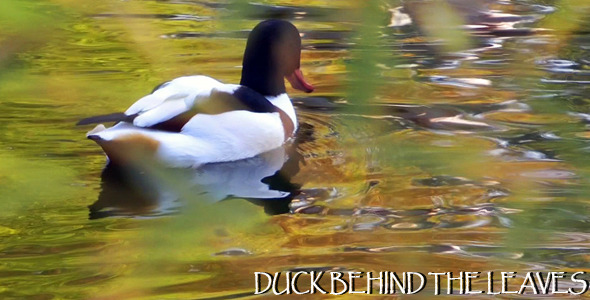 Duck Behind the Leaves, Stock Footage | VideoHive