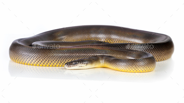 water python Stock Photo by pelooyen | PhotoDune