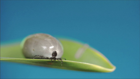 A Very Fat Tick Crawling, Stock Footage | VideoHive