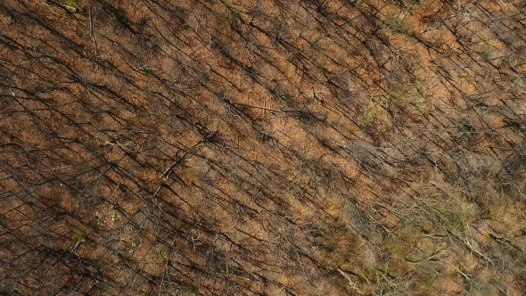 Top Aerial View of Barren Forest, Stock Footage | VideoHive