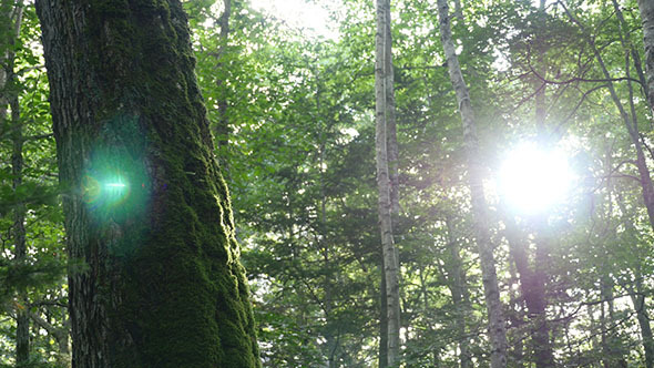 Epic Forest with Sunlight , Stock Footage | VideoHive
