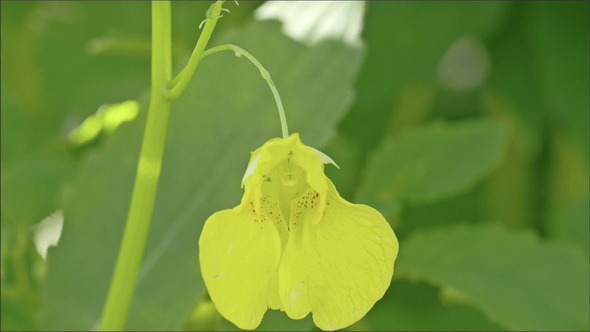 A Yellow Touch-Me-Not Balsam Flower Petal, Stock Footage | VideoHive