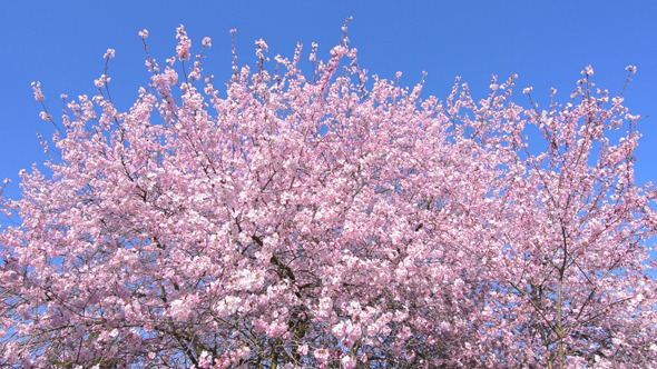 Flowers, Stock Footage | VideoHive