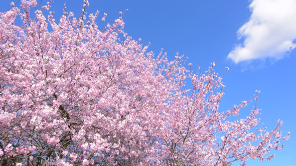 Flowers, Stock Footage | VideoHive