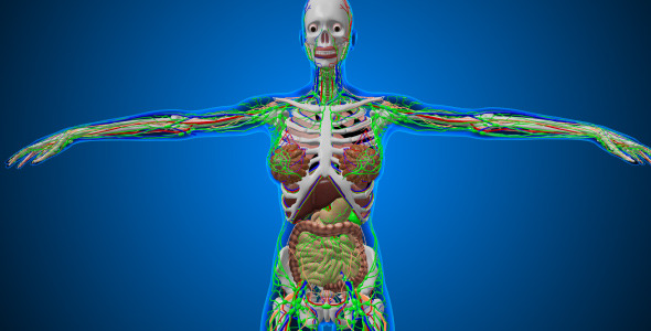 Female Anatomy, Motion Graphics | VideoHive