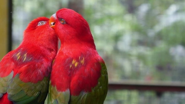 Two Beautiful Colorful Parrots Clean Each Other In, Stock Footage ...