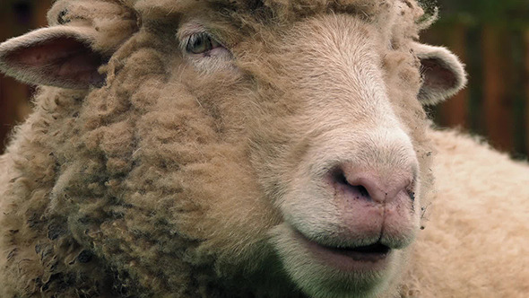 Sheep Chewing The Cud, Stock Footage | VideoHive