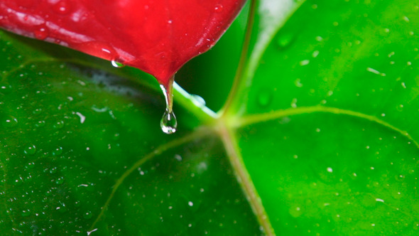 Falling Drop on Leaves, Stock Footage | VideoHive