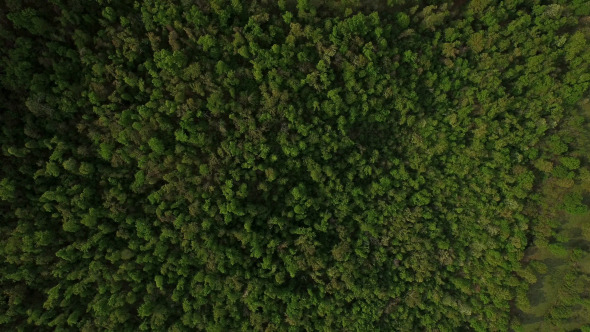 Satellite Aerial View of Forest , Stock Footage | VideoHive