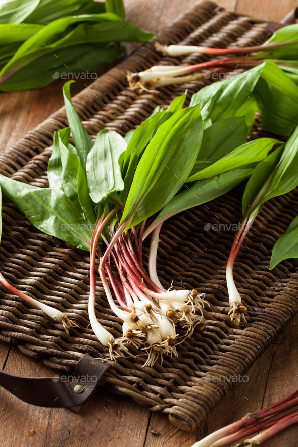 Raw Organic Green Ramps Stock Photo by bhofack2 | PhotoDune