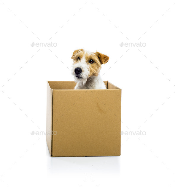 Young dog inside a cardboard box isolated Stock Photo by halfpoint