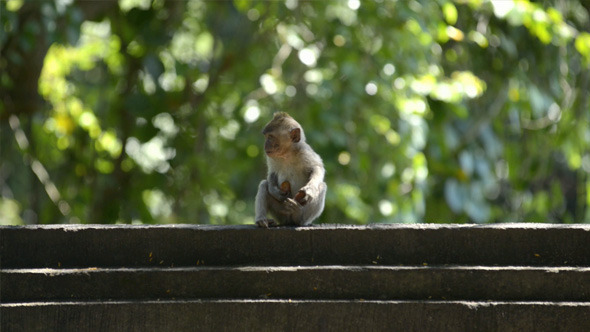 Monkey Eat Nuts, Stock Footage | VideoHive