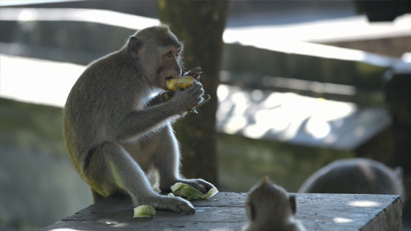 Monkey Eat Pineapple, Stock Footage | VideoHive
